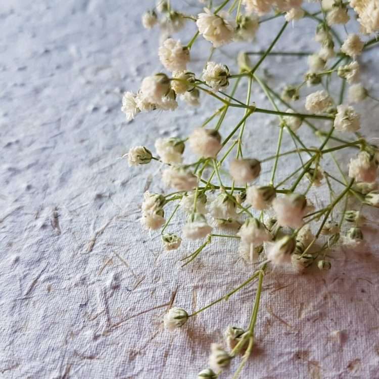 Papel Semente Gypsophila 090g 64×46 – Inventário